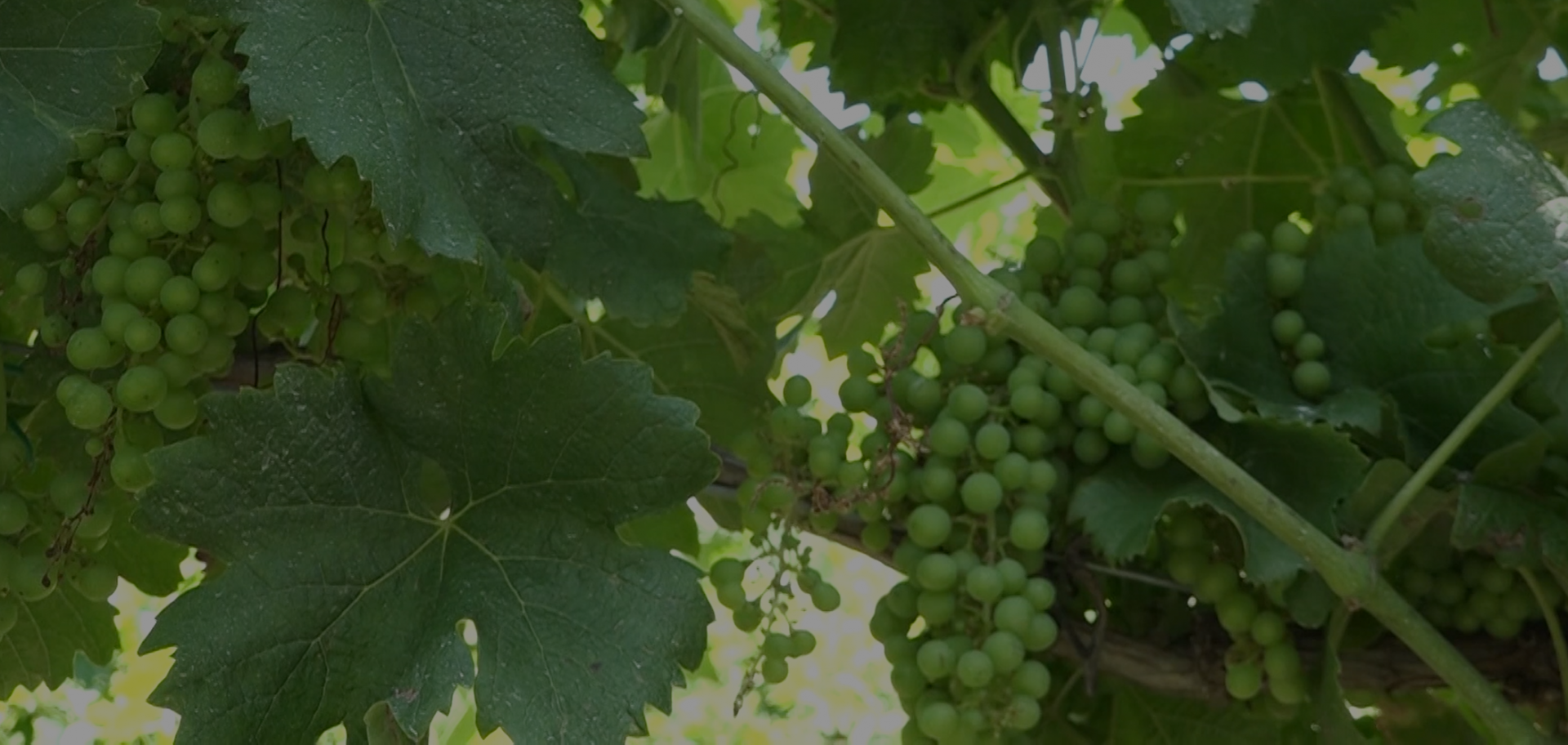 SmartDEFENSE - smartDEFENSE